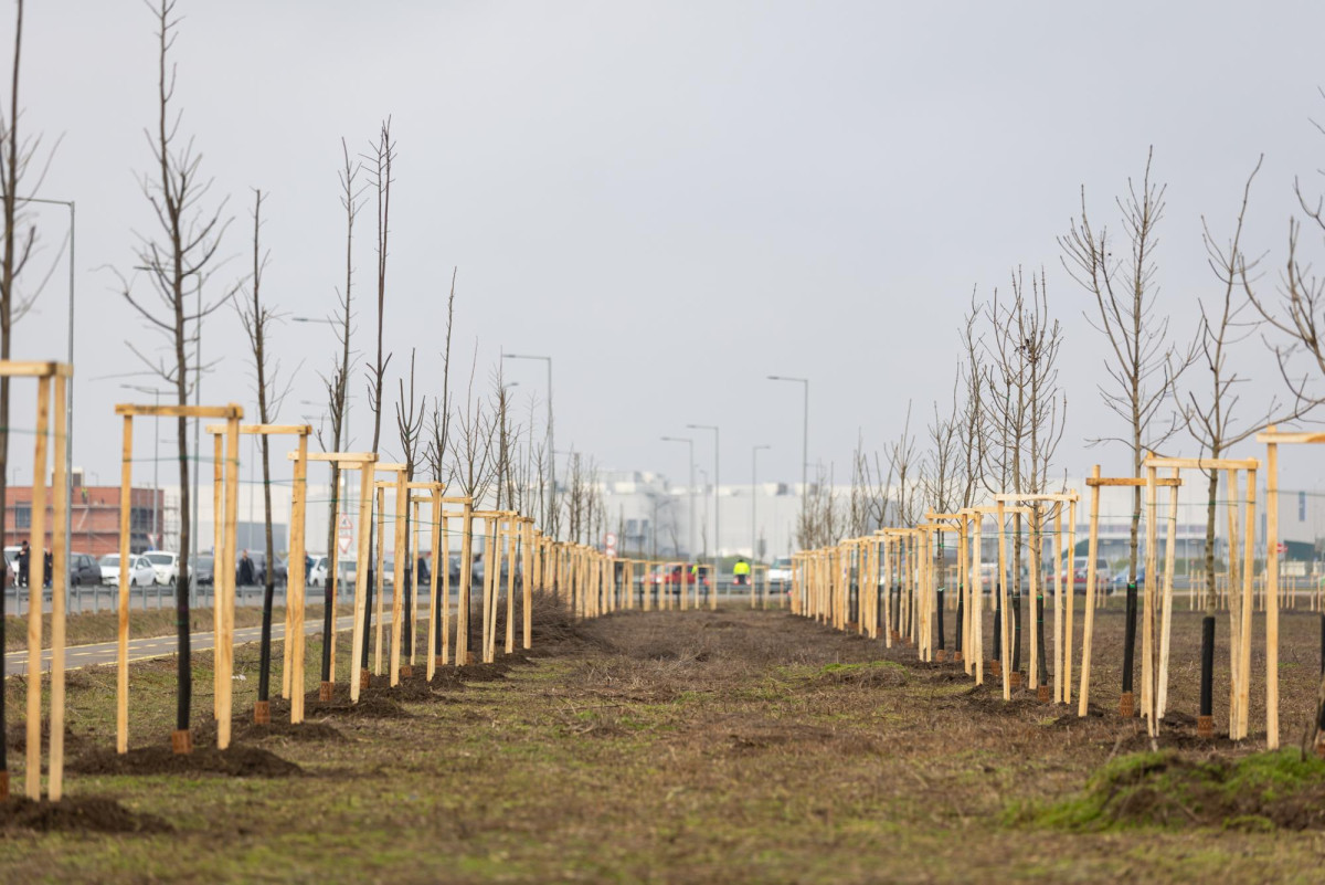 Hungary's largest urban tree planting programme continues - DEBRECEN4U