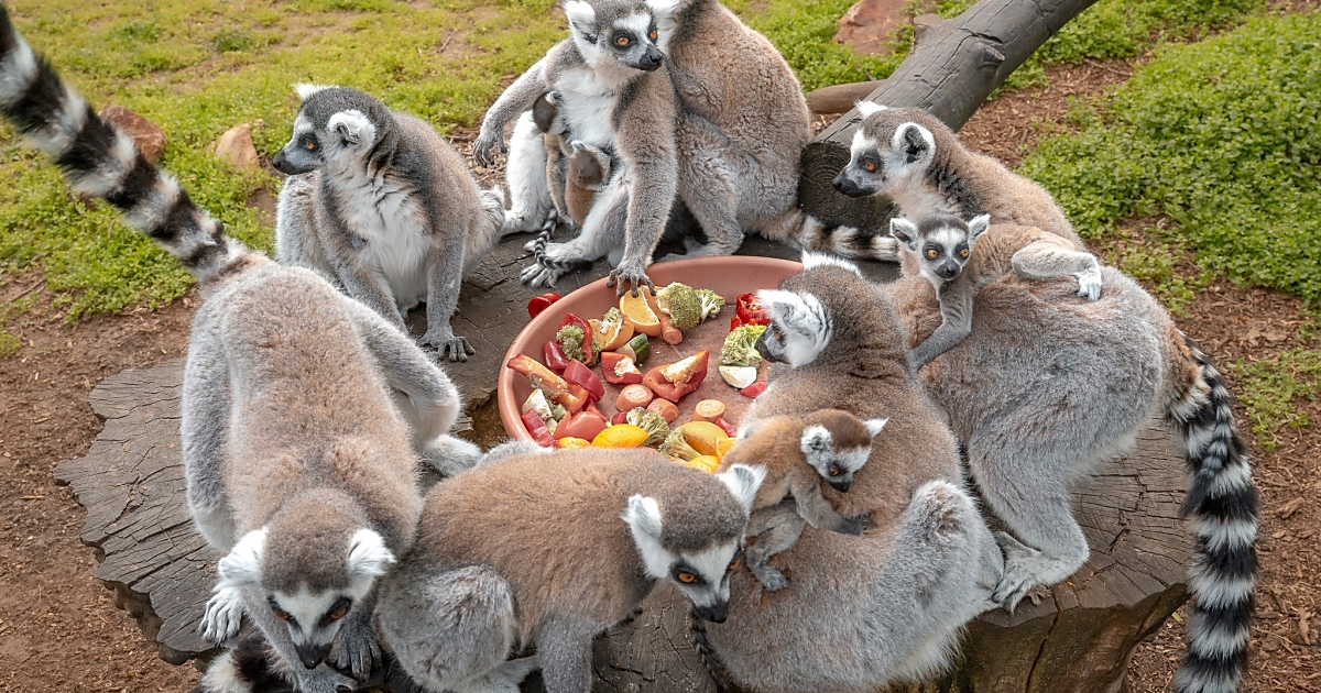 Taking photos with ring-tailed lemurs at Debrecen Zoo - DEBRECEN4U