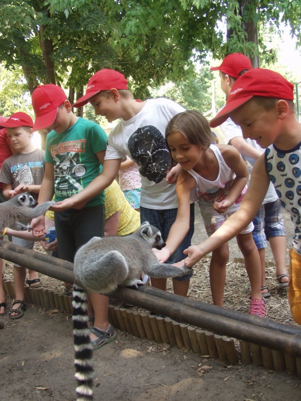 Summer adventures at the Debrecen Zoo camp - DEBRECEN4U