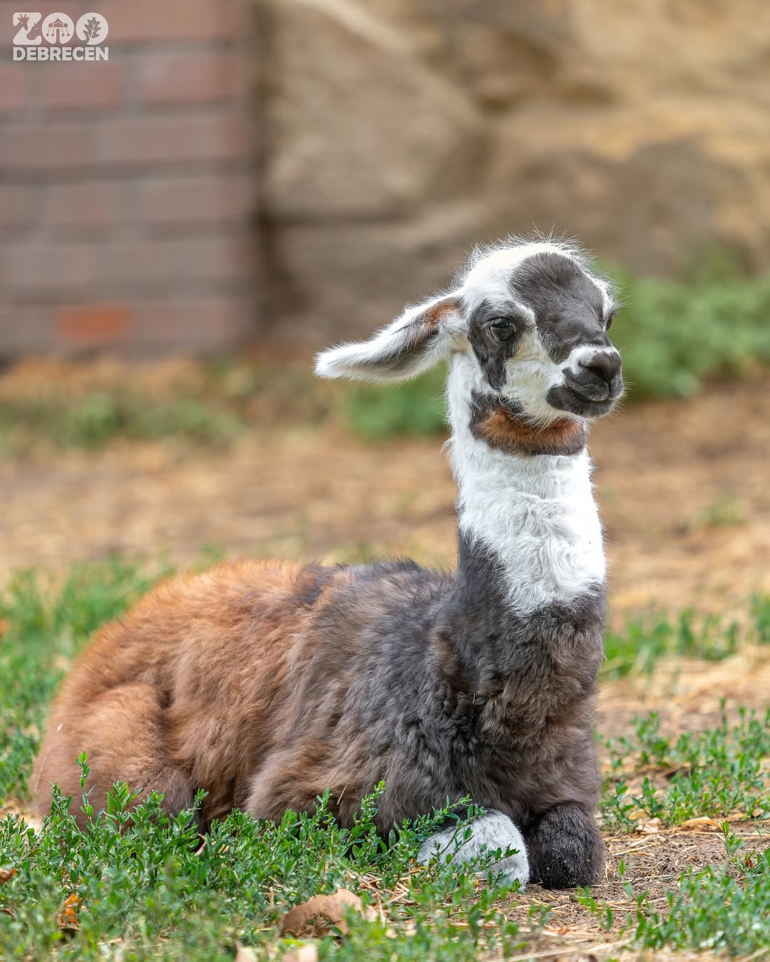Debrecen Zoo's newest resident has arrived - DEBRECEN4U